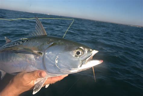 Variation Of Tuna Size For Different Species Tuna Skipjack Frozen