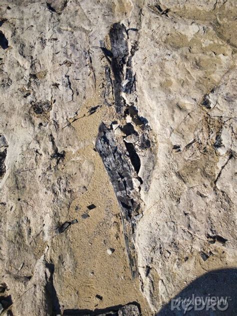 Tree Fossils That Look Like Traces Of A Bonfire A Miracle Land