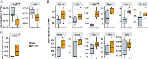 Mice Harboring The Human Slc30a8 R138x Loss Of Function Mutation Have