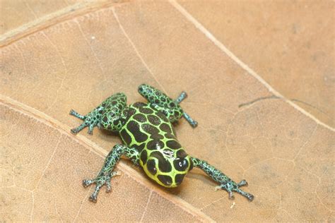 Ranitomeya Imitator — Ranitomeya