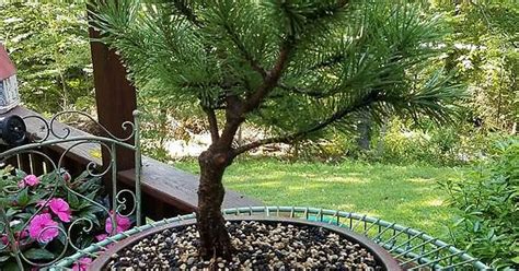 Mugo Pine Bonsai Album On Imgur