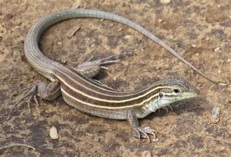 Desert Grassland Whiptail Lizard Alchetron The Free Social Encyclopedia