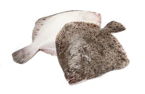 Fresh Turbot Fish In Dubai Buy Turbot Steak Online In Dubai