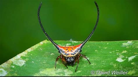 Video Démonický Pavúk Hravo Vydesí Aj Silnejšie Povahy