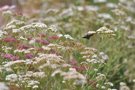 Mother Natures Backyard A Water Wise Garden Green Fig Beetle