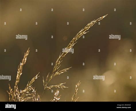 Backlit Arching Grasses With Seed Heads Glittering In Golden Early