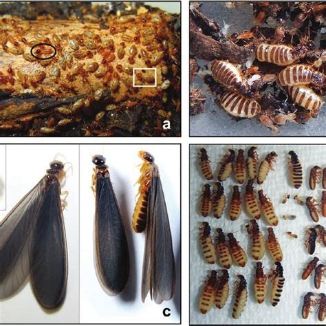 Conehead Termite Castes Featuring A Soldiers Black Oval With The Download Scientific