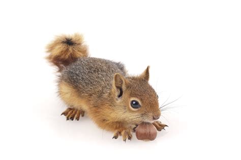 891439 4k 5k Squirrels Nuts White Background Rare Gallery Hd