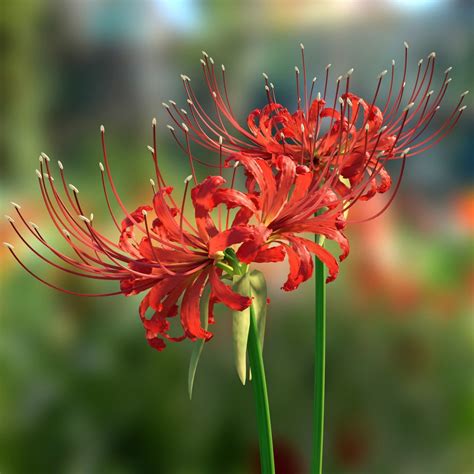 Red Spider Lily Model Turbosquid 1349721