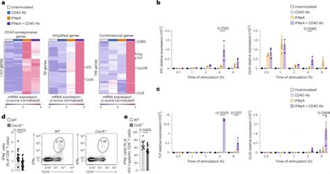 Cd4 T Cell Calibration Of Antigen Presenting Cells Optimizes Antiviral Cd8 T Cell Immunity