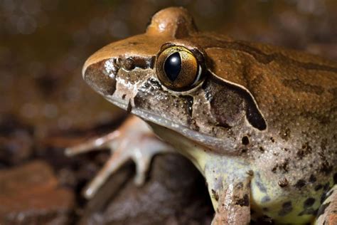 Bacterial Battle Armor How A Frog Vaccine Alters Microbiome Against