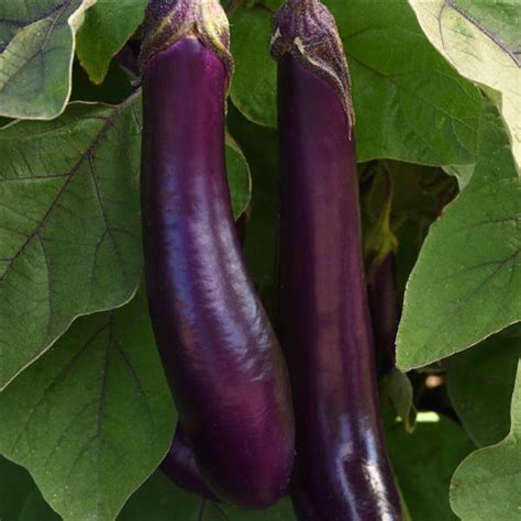 Eggplant Long Purple Hope Seeds