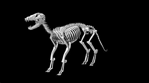 Fox Skeleton 3d Model Rigged And Low Poly Team 3d Yard