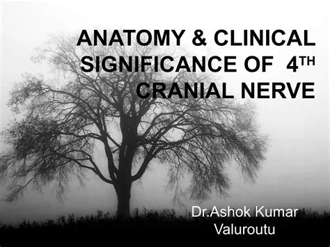 4th Cranial Nerve Ppt