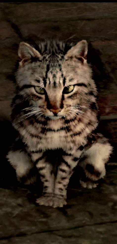 Yeah Dogs Are Great But Imagine Being Able To Have A Cat At Your Camp