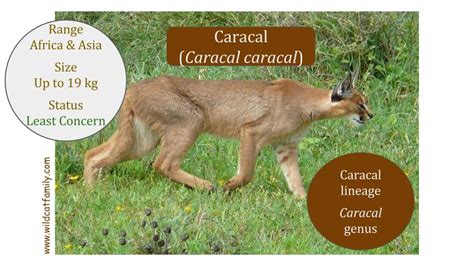 Caracal Lineage ~ 3 Cats In The Caracal Genus And Serval Leptailurus Genus