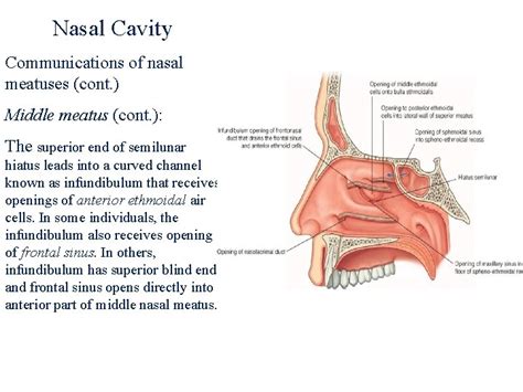 Nasal Cavity And Paranasal Sinuses Objectives 1 Name