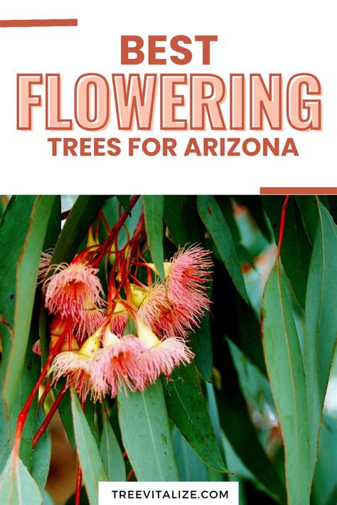 20 Best Flowering Trees To Grow In Arizona Artofit