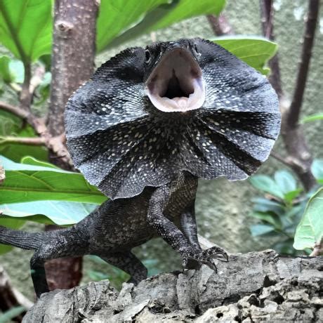 Full Grown Frilled Dragon