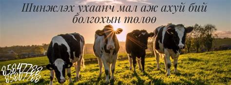 Арвижих мини маркет Хонины хэл шинээр ирлээ Үнэ 5000 төгрөг