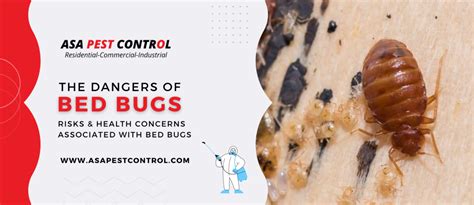 The Dangers Of Bed Bugs Risks And Health Concerns Associated With Bed Bugs