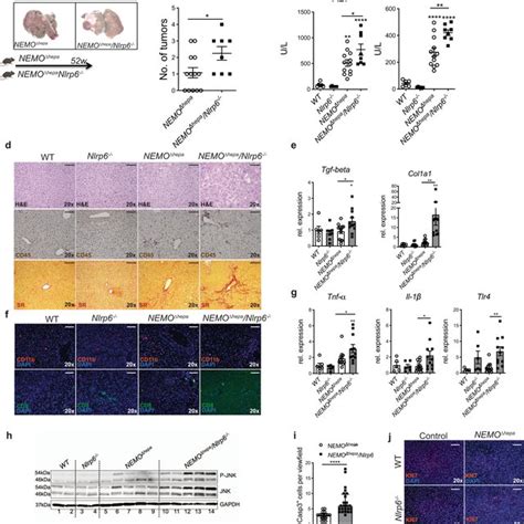 Jonel Trebicka Univ Prof Goethe Universität Frankfurt Am Main Frankfurt Am Main Medical
