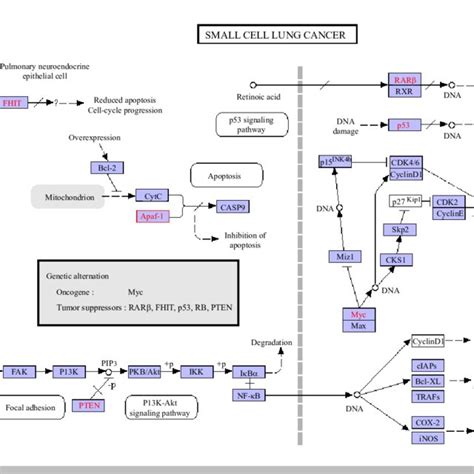 Small Cell Lung Cancer Pathway From Kegg Download Scientific Diagram