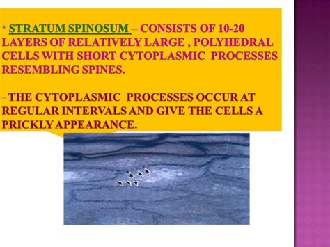 Microscopic Features Of Gingiva Ppt