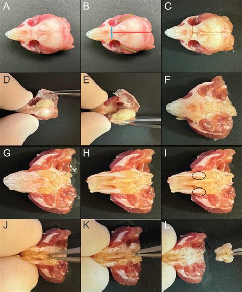 Rapid Dissection And Dissociation Of The Mouse Olfactory Epithelium For Single Nucleus Suspensions