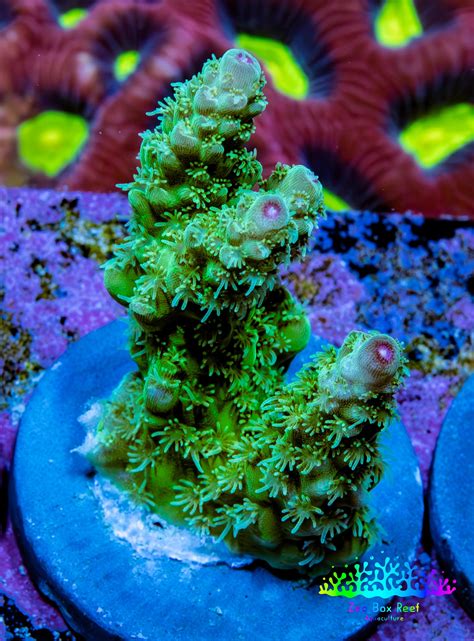 Acropora Coral Frag Wysiwyg Pink Green Sps Zeo Box Reef Zeo Box