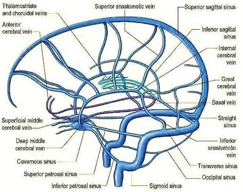 The Structure Of The Human Brain And Its Major Functions Labeled In