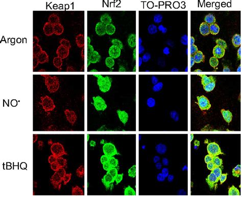 Nitric Oxide Activation Of Keap1nrf2 Signaling In Human Colon