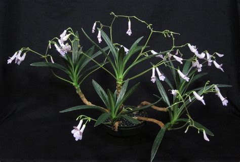 Primulina ‘maxtimer Gesneriad Reference Web