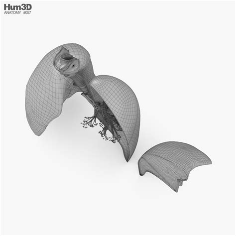 肺部横截面 3d模型 下载 Anatomy 开启