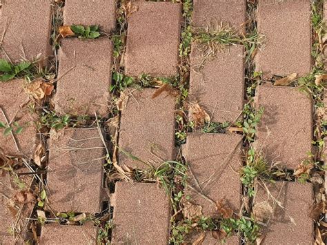 Top View Of The Sidewalk With Bricks Covered In Grass And Leaves Stock