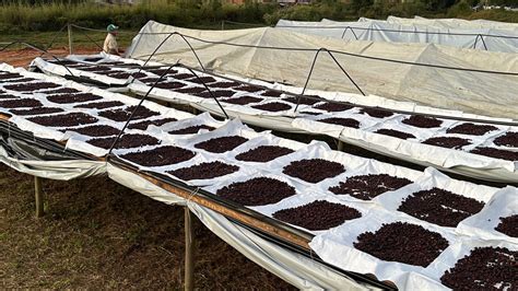 How Drying Structures Shape The Flavour And Integrity Of Coffee