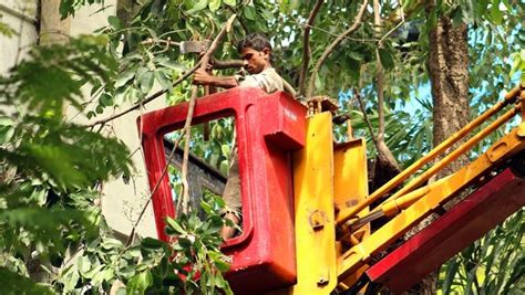 Bmcs Tree Pruning Notice May Harm Tree Health Experts Mumbai News