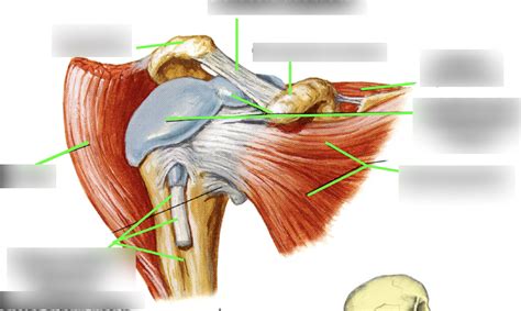 Shoulder Joint Ap View Diagram Quizlet