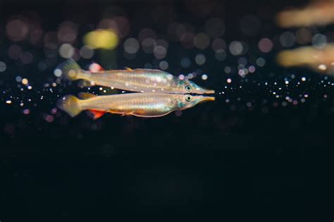 Best Top Dwelling Tropical Fish 2025 Here Are 10 Colourful Aquarium