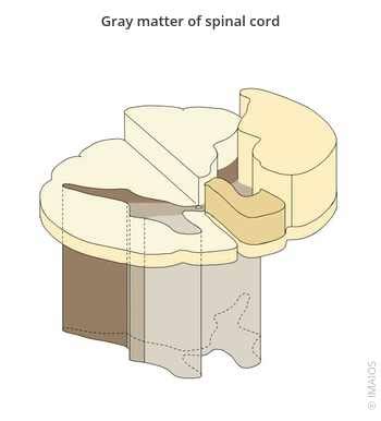 Gray Matter Of Spinal Cord E Anatomy Imaios