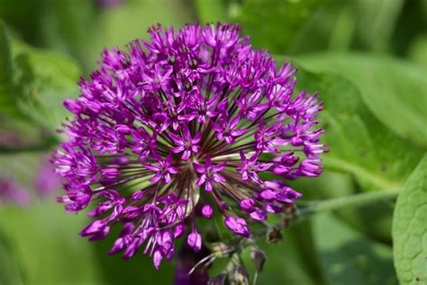 Leek Allium Ball Ornamental Free Photo On Pixabay