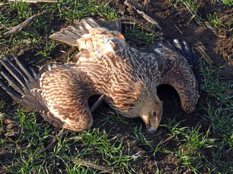 Otrovan Orao Krstaš Info Centrala