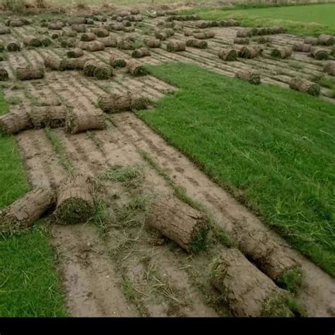Landscaping Natural Grass At ₹ 10sq Ft Buffalo Grass In New Delhi
