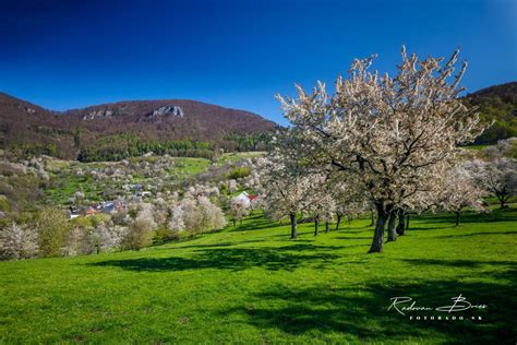 Obec Brdárka A Sad Kvitnúcich čerešní Spoznávame Slovensko Radovan