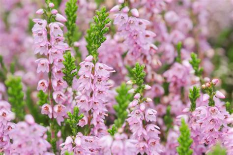 Erika Cvijeće Koje Odlično Podnosi Hladnoću Ženahr