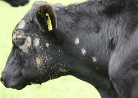 Bovine Skin Lesions Ringworm Photosensitization And Teat Lesions