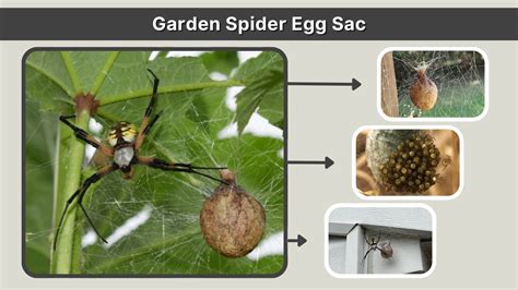 Garden Spider Egg Sac Identification Life Cycle And Facts