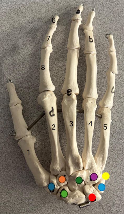 Posterior Right Hand Diagram Quizlet