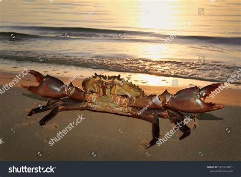 Mud Crab