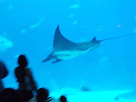 Manta Ray Fictional Characters Manta Ray Superhero